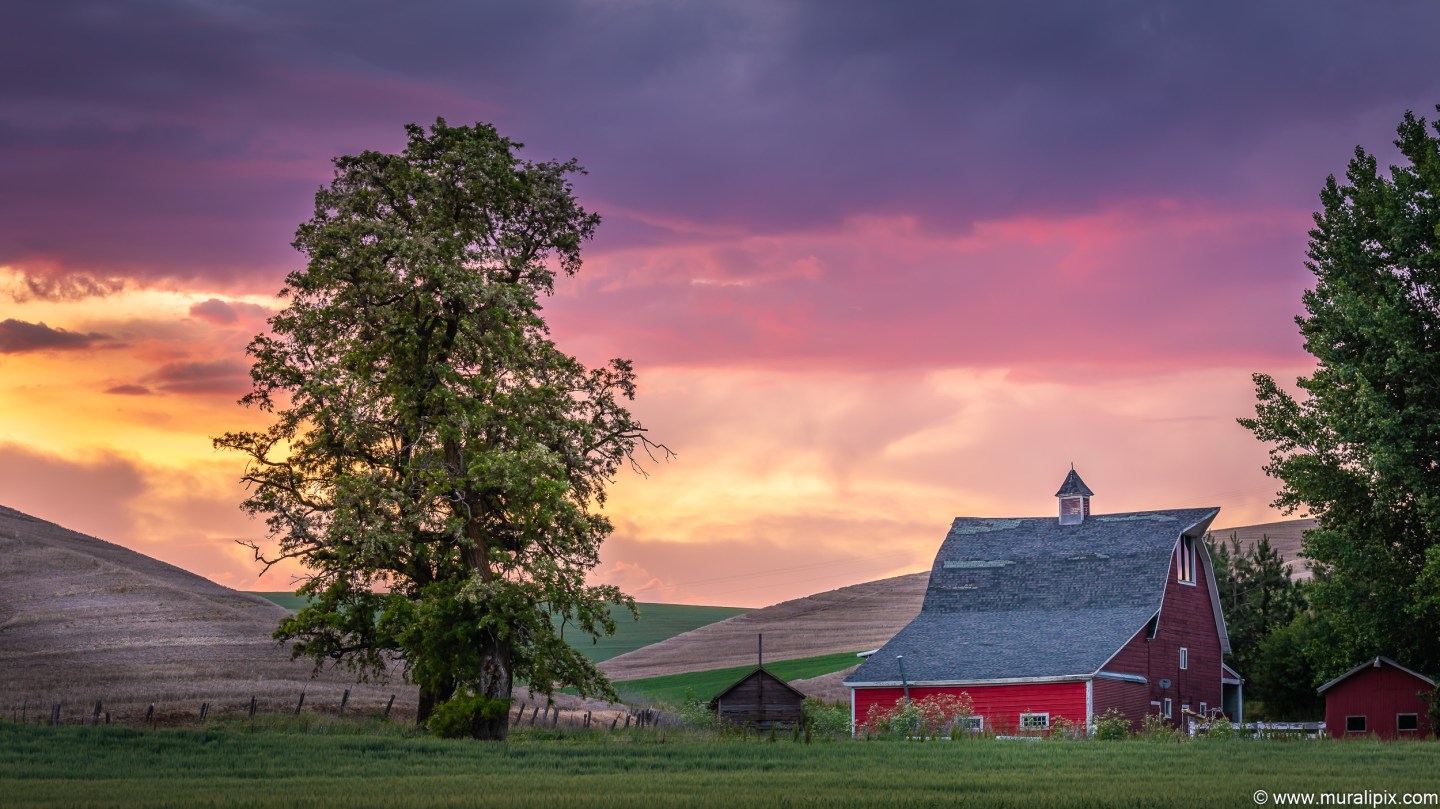 2019 Late Spring in The Palouse – Murali Narayanan Photography