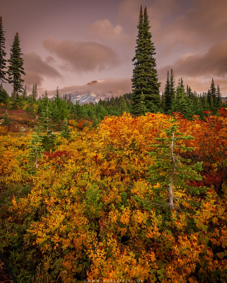 Fall Foliage Along the Skyline Trail in Mt. Rainier NP (Early Oct, 2025 ...